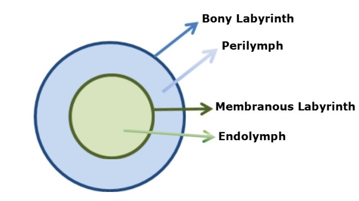 How Your Inner Ear Helps You Maintain Balance and Stability